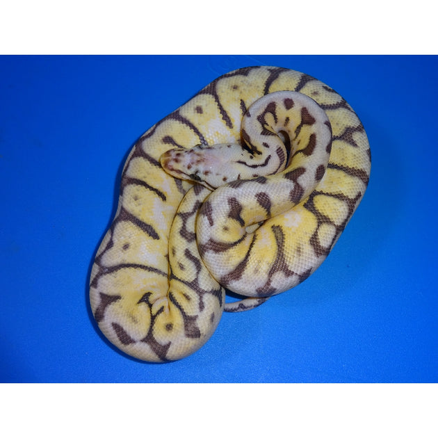 Buy Albino Pinstripe Ball Pythons – Big Apple Herp - Reptiles For Sale