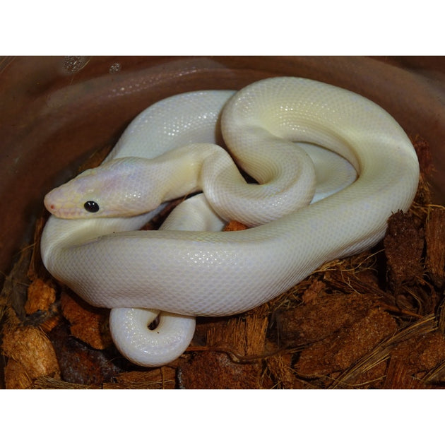 Leucistic Black Eye Colombian Rainbow Boas – Big Apple Herp - Reptiles ...