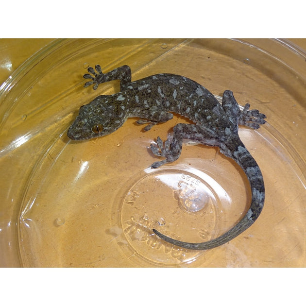 Marble Geckos for sale | Big Apple Herp