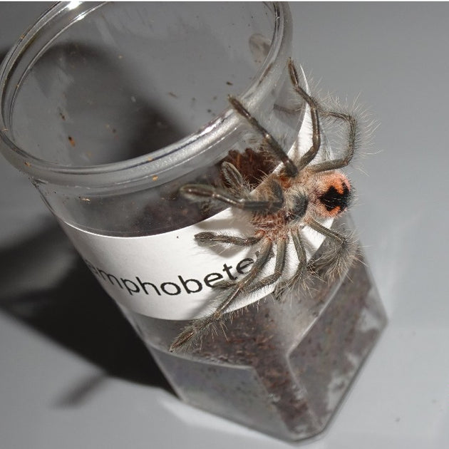 Mexican Black Velvet Tarantulas For Sale – Big Apple Herp - Reptiles ...