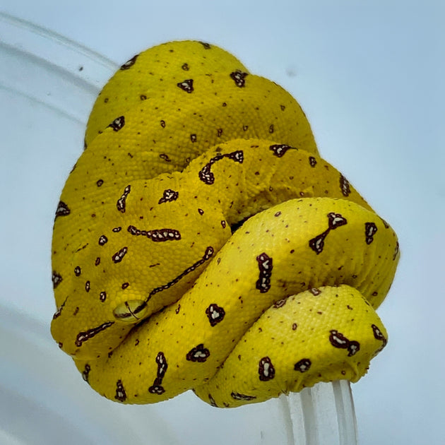Misol Green Tree Pythons For Sale – Big Apple Herp - Reptiles For Sale