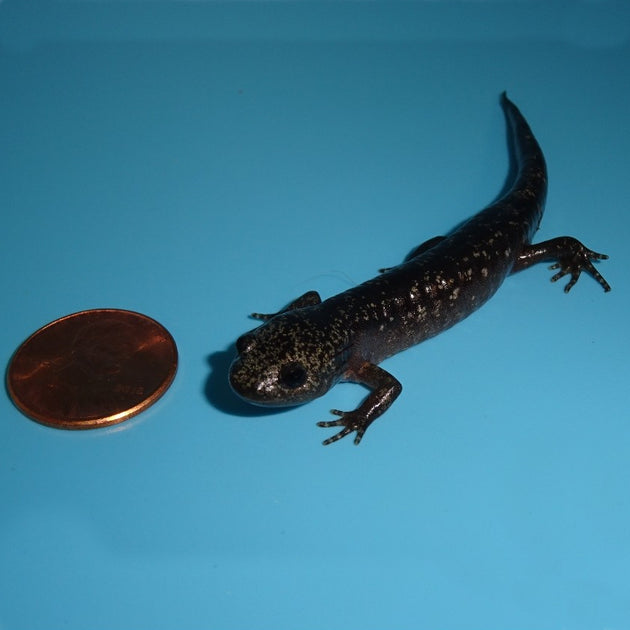 Mole Salamanders For Sale | Big Apple Herp
