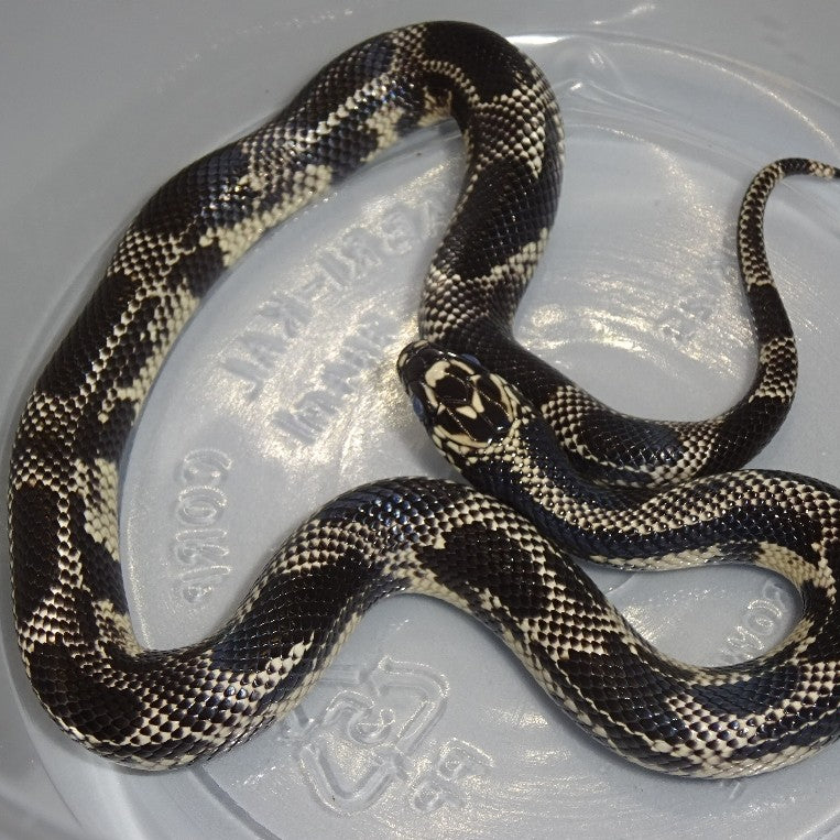 Baby King Snakes