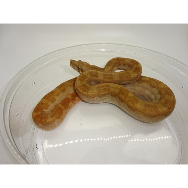 Albino Keltic Boas for sale | Big Apple Herp