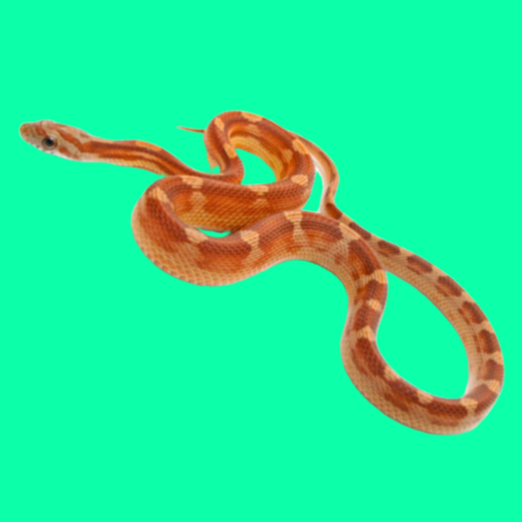 Normal Motley Corn Snake