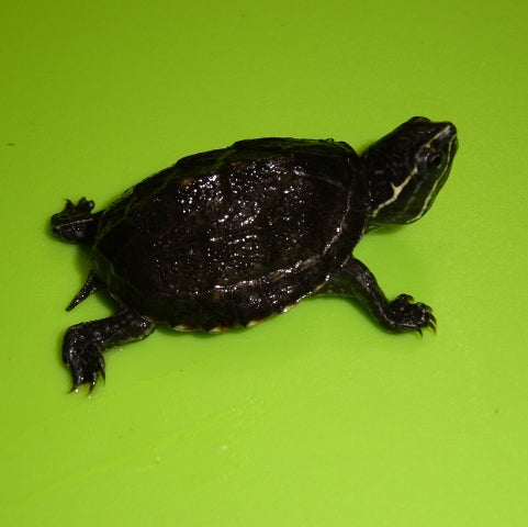 Eastern Musk Turtle