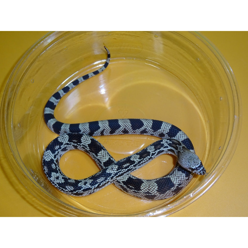 Snake Plastic Containers