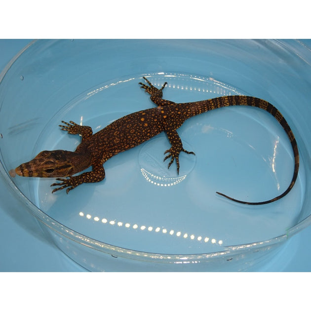 OBI Water Monitors | Big Apple Herp