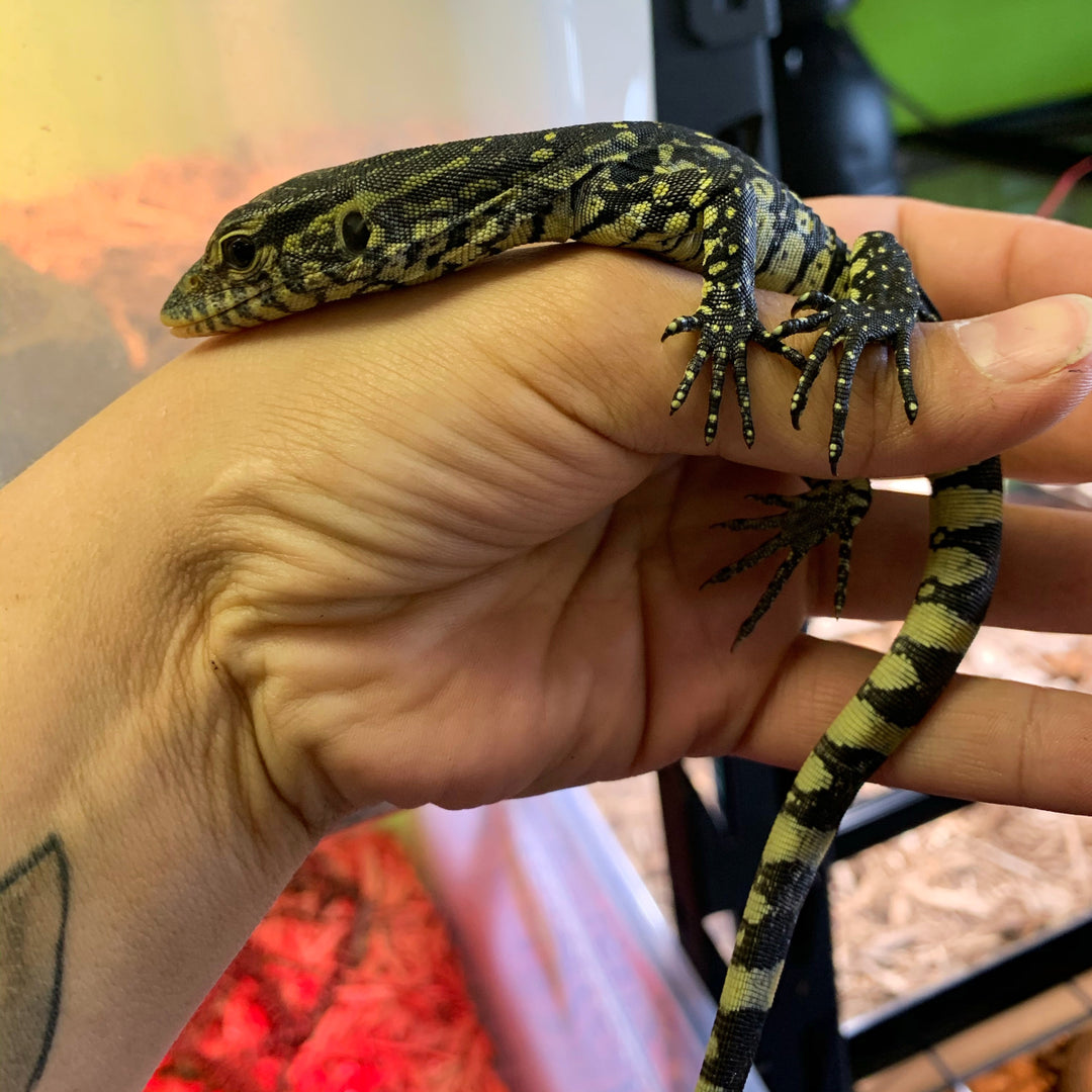 Ornate Nile Monitor Photo Nile Monitor Varanus Niloticus