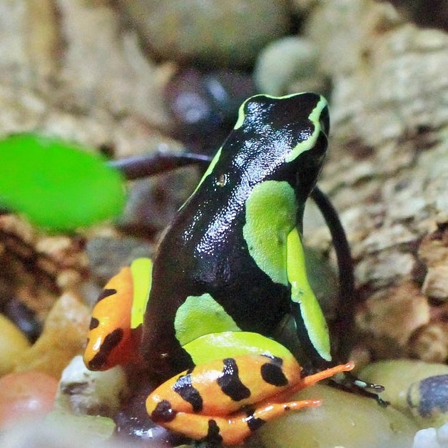 Painted Mantellas & Other Mantellas For Sale | Big Apple Herp