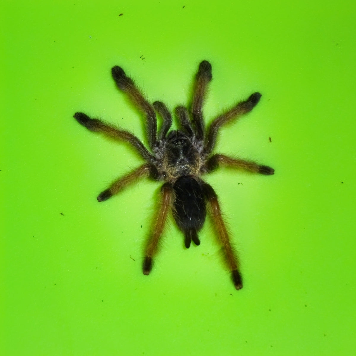 Black And Yellow Tarantula