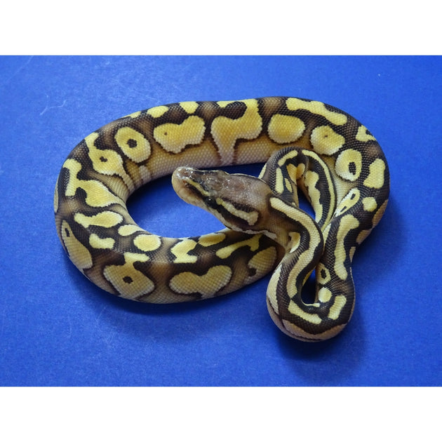 Butter Ball Python