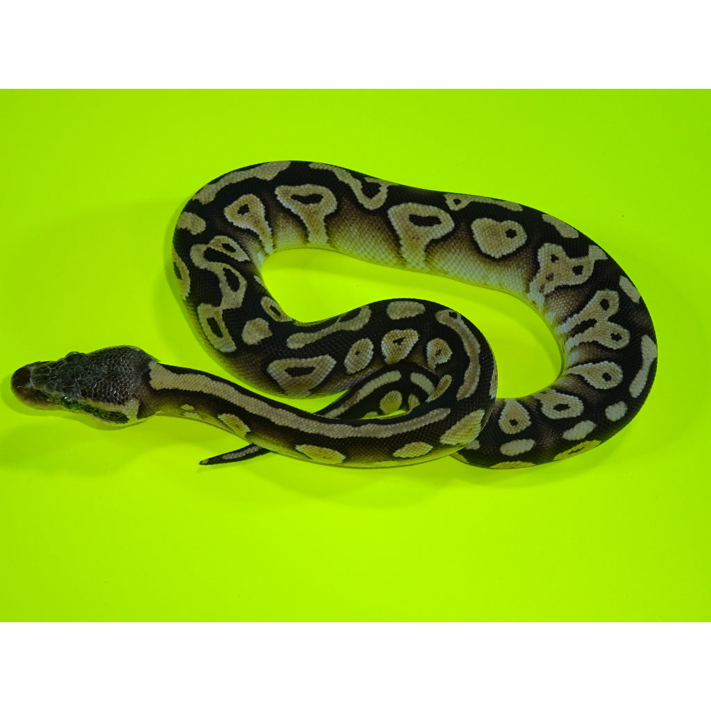 Green Pastel Ball Python