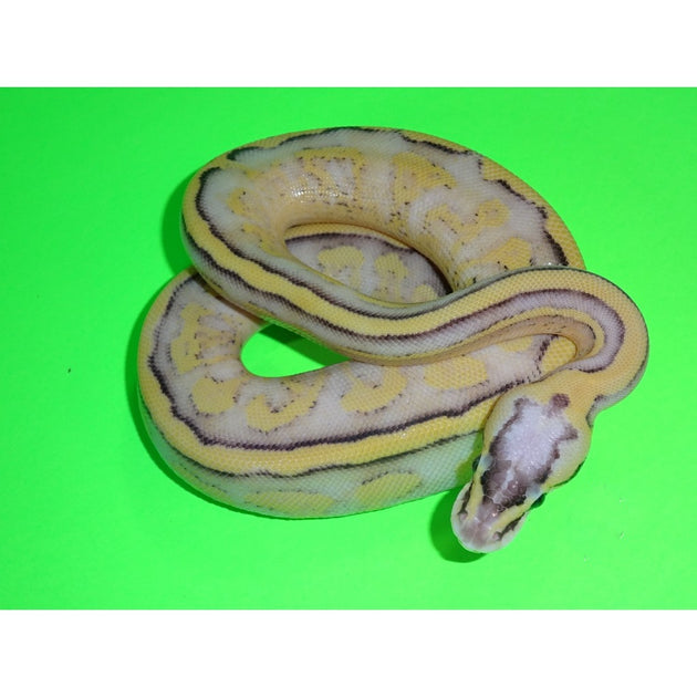 Buy Pastel Super Stripe Ball Pythons – Big Apple Herp - Reptiles For Sale