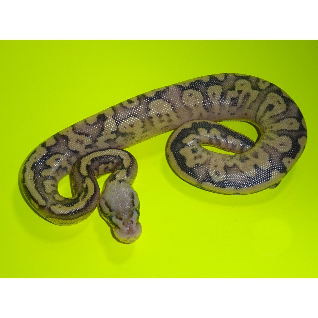 Pastel Super Fire Ball Python