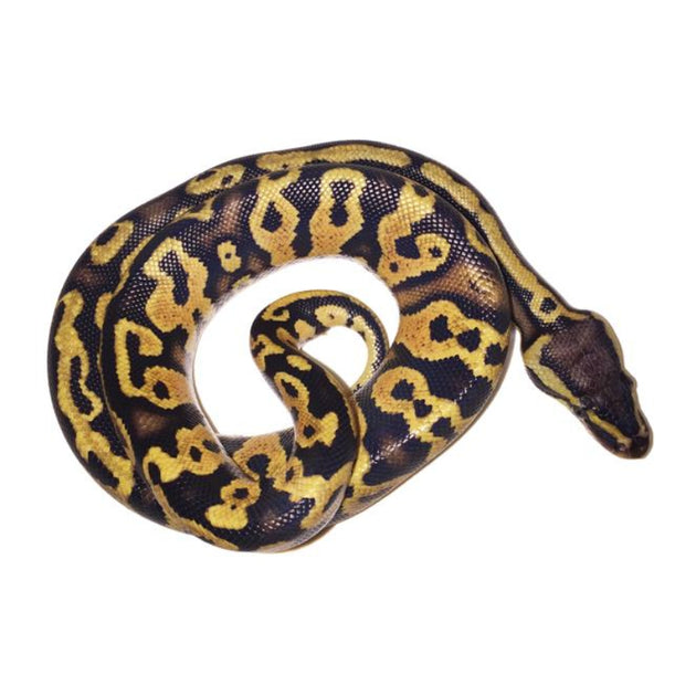 Pastel Yellowbelly Ball Pythons For Sale | Big Apple Herp