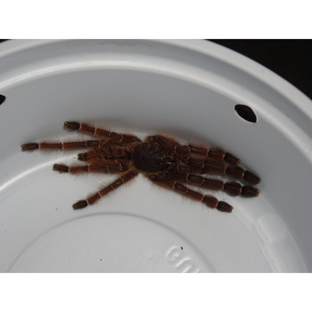 Earth Tiger Tarantula