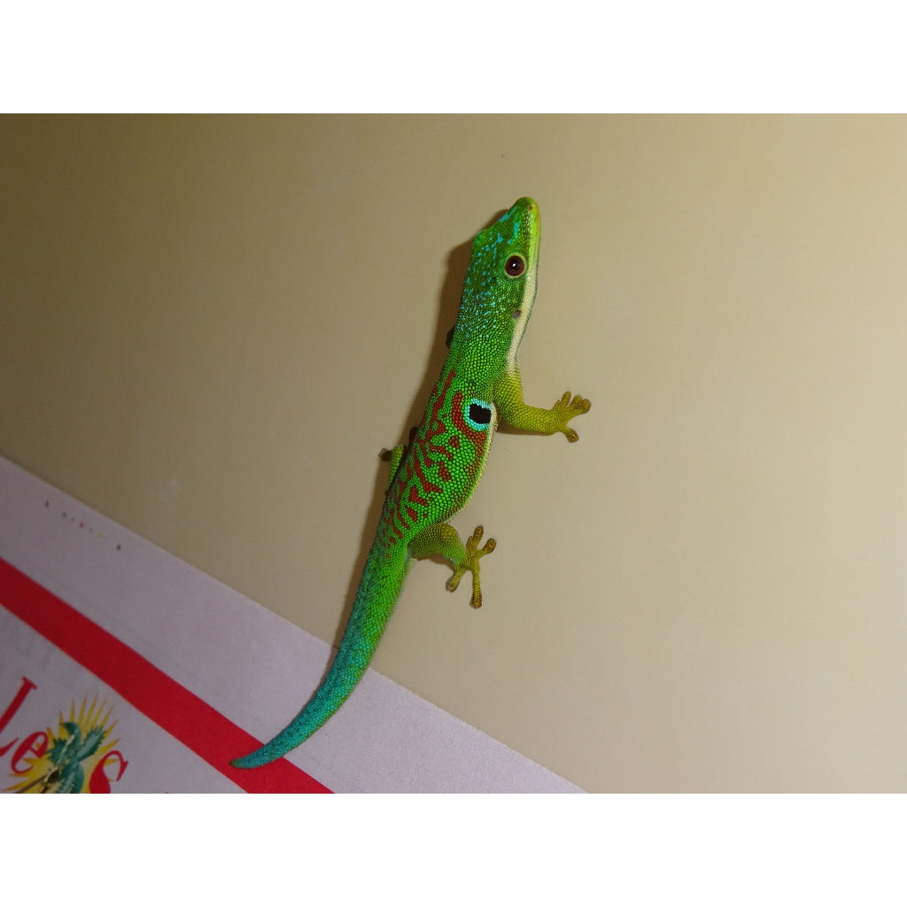 Peacock Day Gecko Size