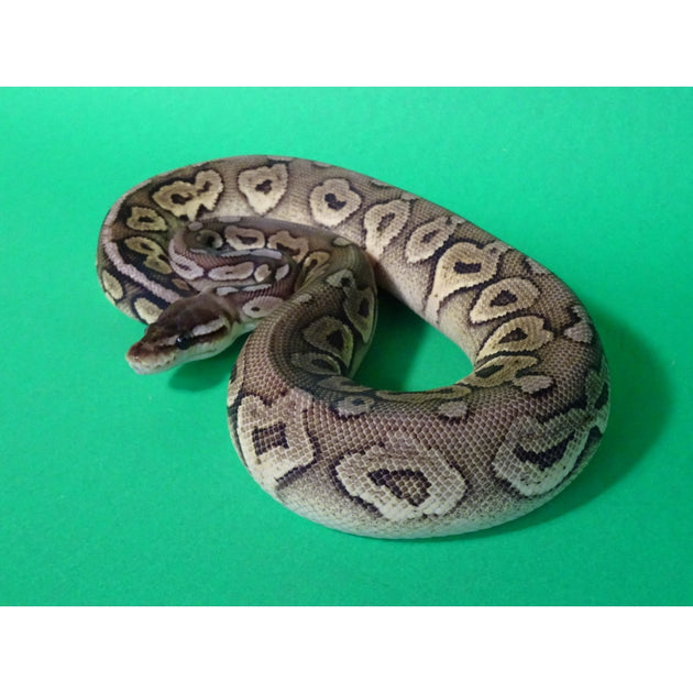 Pewter Ball Pythons For Sale | Big Apple Herp