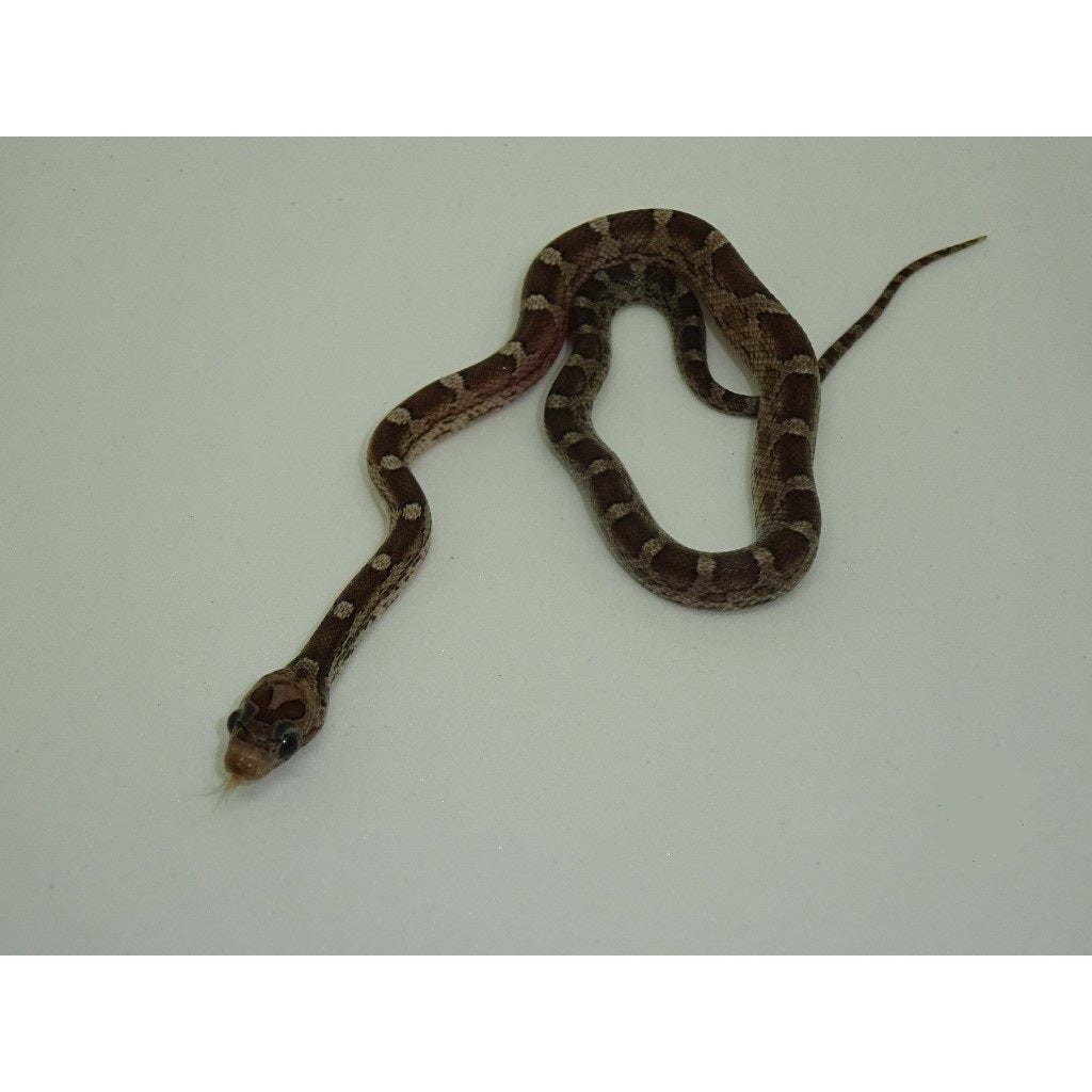 pewter corn snake