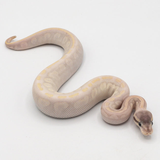 Buy Phantom Mocha Ball Python – Big Apple Herp - Reptiles For Sale