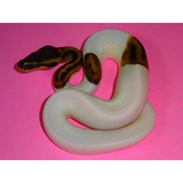High-End Piebald Ball Pythons – Premium White Morphs | Big Apple Herp