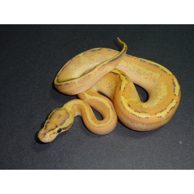 Puma Ball Pythons For Sale | Big Apple Herp