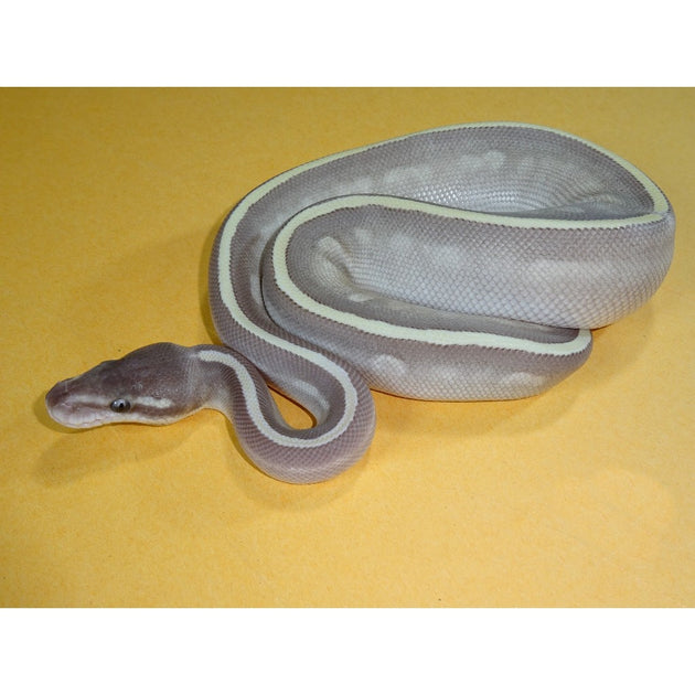 Purple Passion Ball Pythons for sale – Big Apple Pet Supply