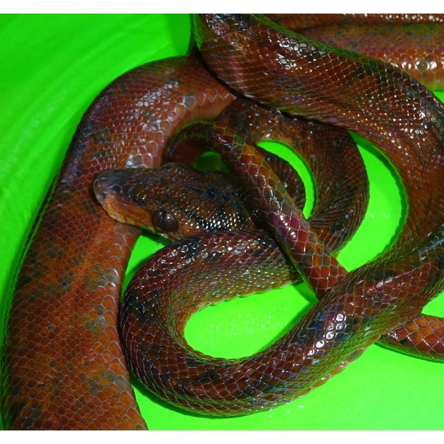 Red & Orange Colored Amazon Tree Boas (Rare!) – Big Apple Herp ...