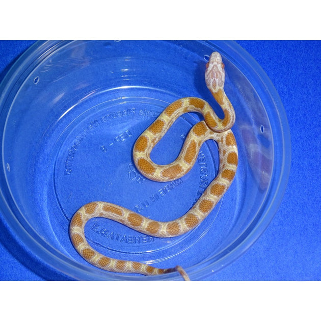 Saffron Corn Snakes | Big Apple Herp