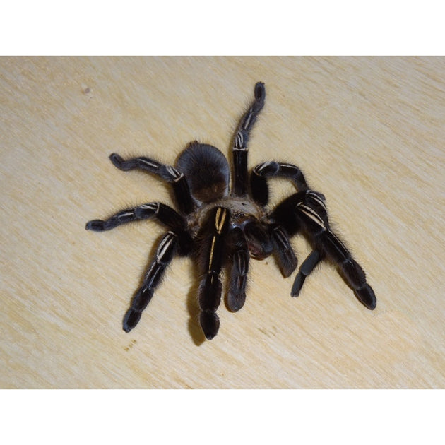 Skeleton Leg Tarantulas For Sale | Big Apple Herp