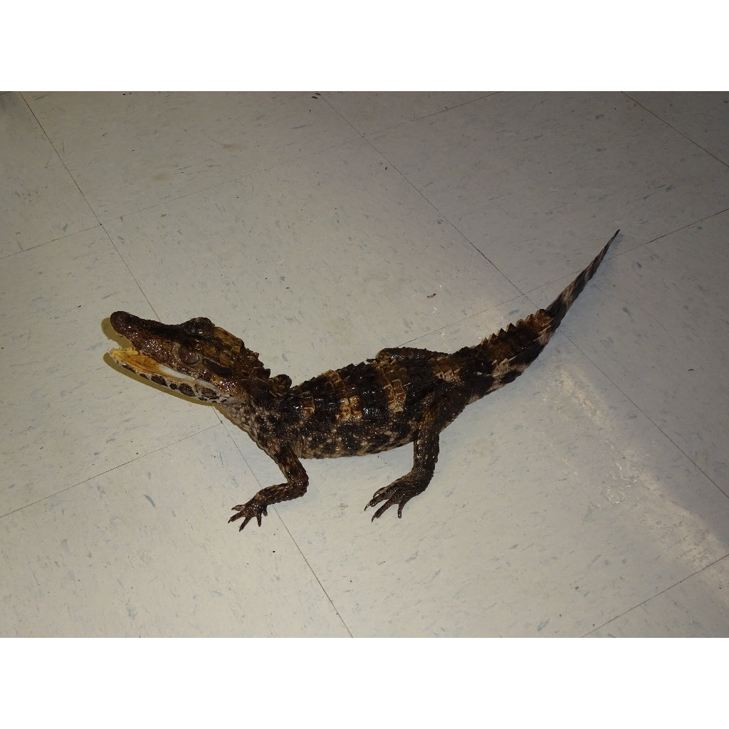 Cuvier's Dwarf Caiman By Nathan Abbott, 59% OFF