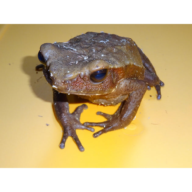 Buy Smooth-Sided Toads (Rhaebo guttatus) – Large South American ...