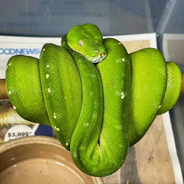 Jayapura Green Tree Pythons For Sale | Big Apple Herp