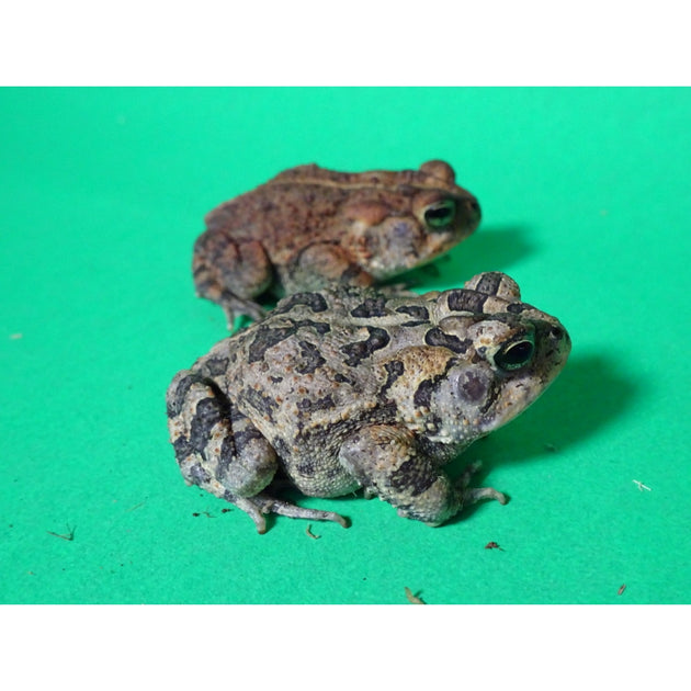 Buy Southern Toads (Anaxyrus terrestris) – Hardy Amphibians for Sale ...