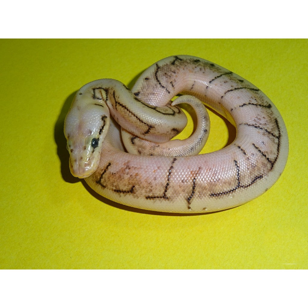 Baby Spider Ball Python