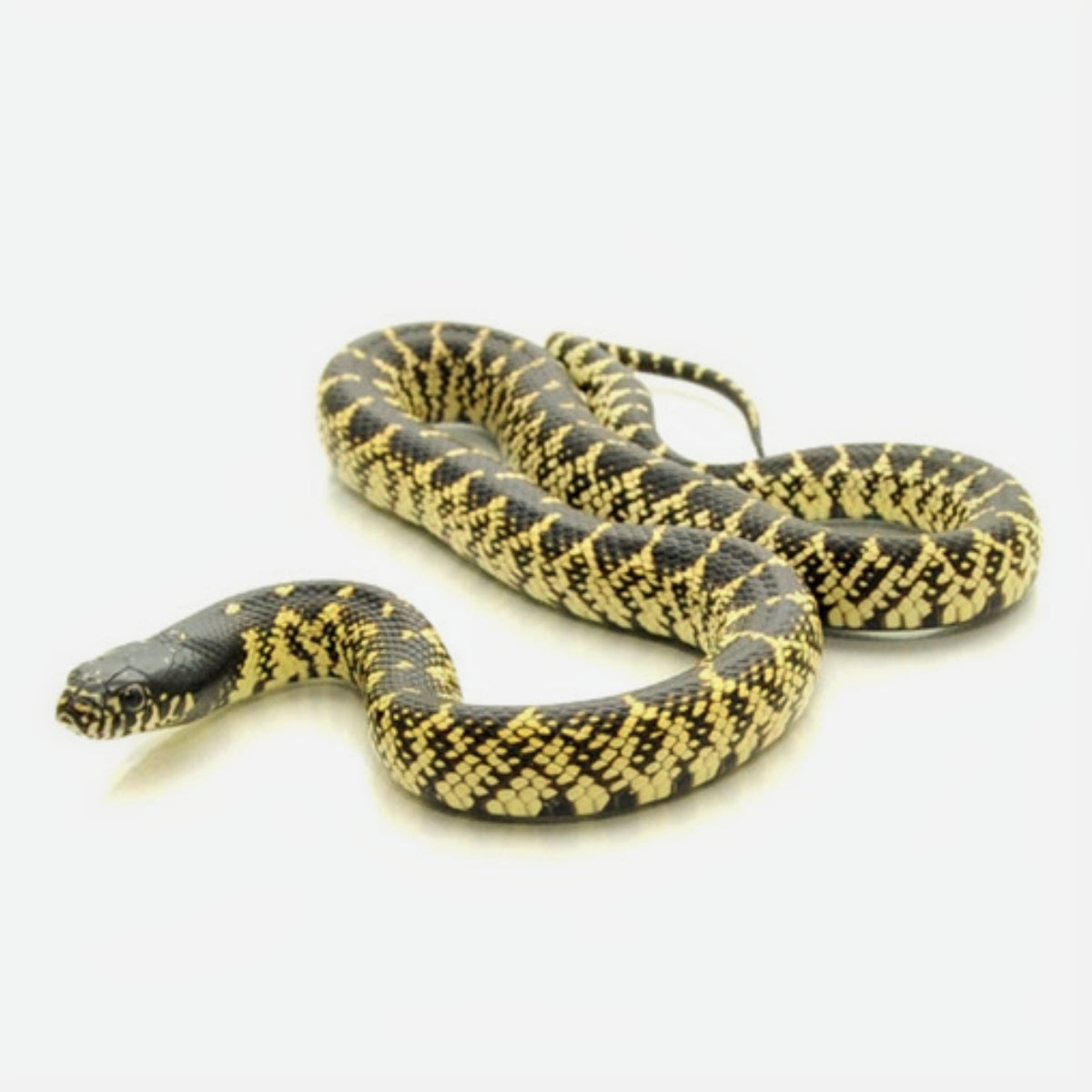 Desert King Snake Morphs