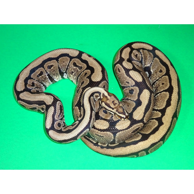 Spotnose Ball Python | Big Apple Herp