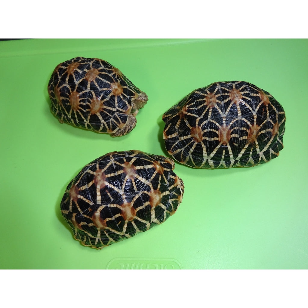 Indian Star Tortoise