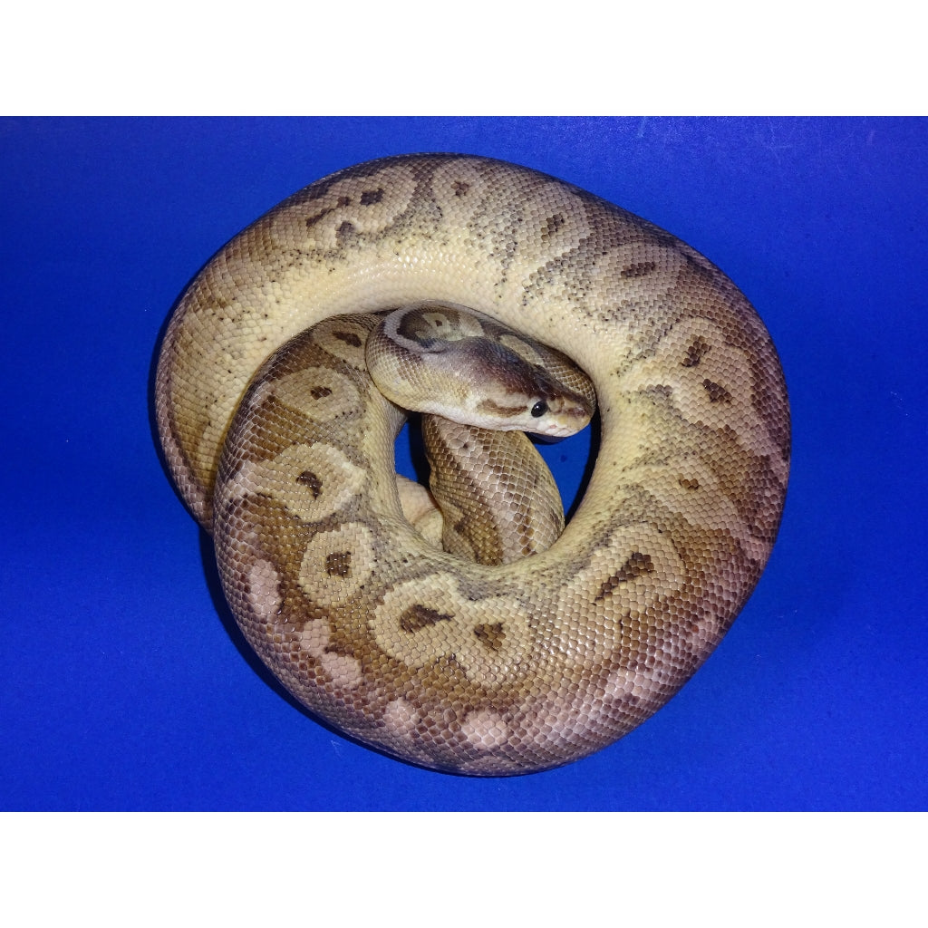 Sterling Bee Ball Python