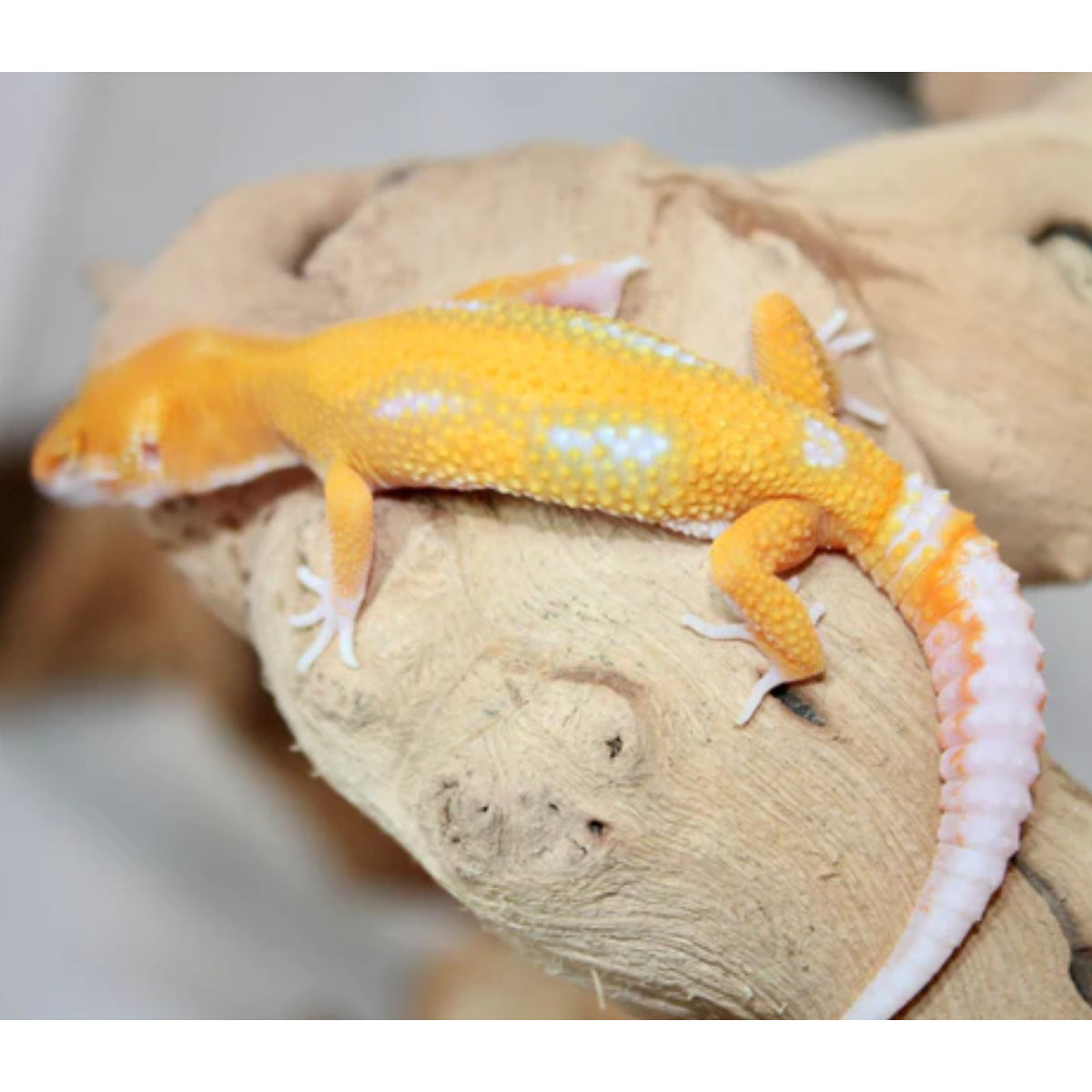 Leopard Gecko Sunglow