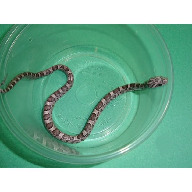 Sun Kissed Anery Corn Snake – Big Apple Herp - Reptiles For Sale