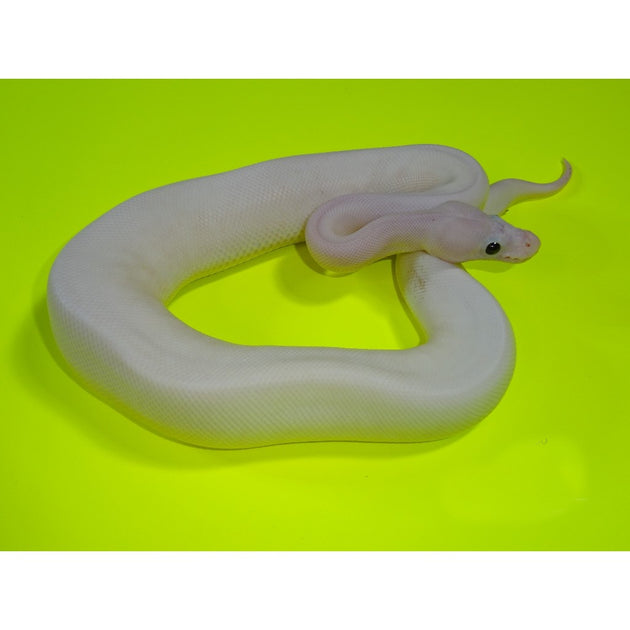 White Python Snake