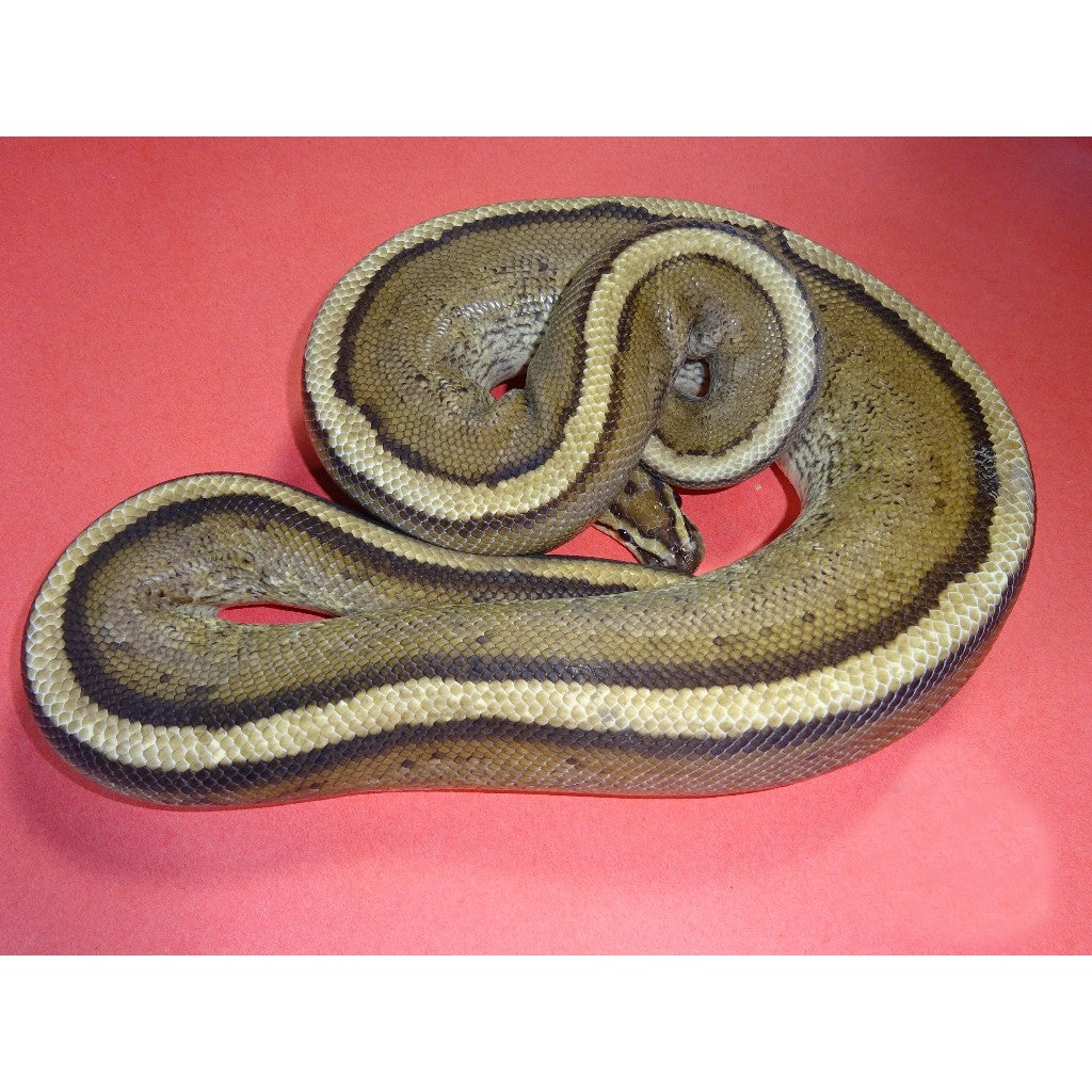 Super Stripe Ball Pythons For Sale – Big Apple Herp - Reptiles For Sale