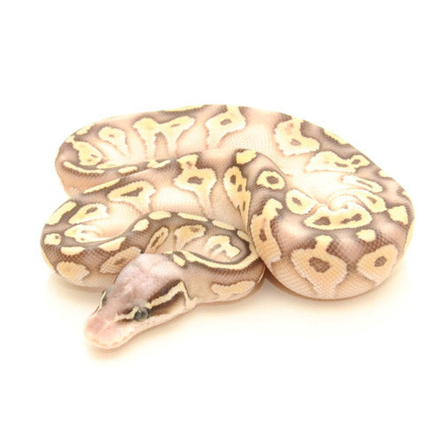 Super Pastel Butter Ball Pythons For Sale | Big Apple Herp