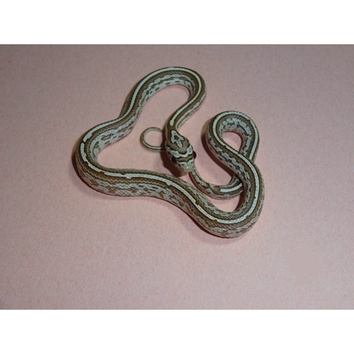 charcoal ghost corn snake