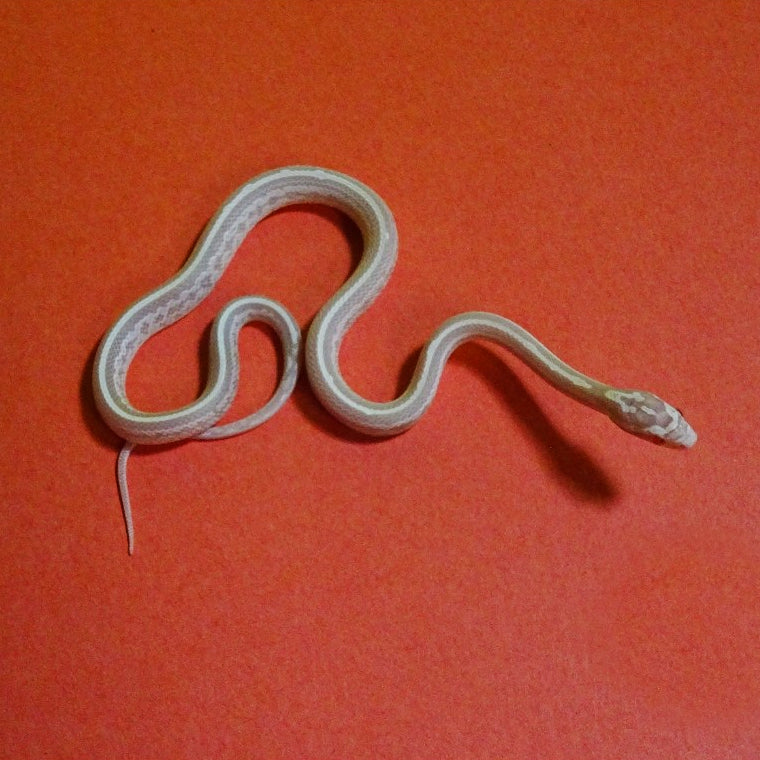 Full Grown Snow Corn Snake