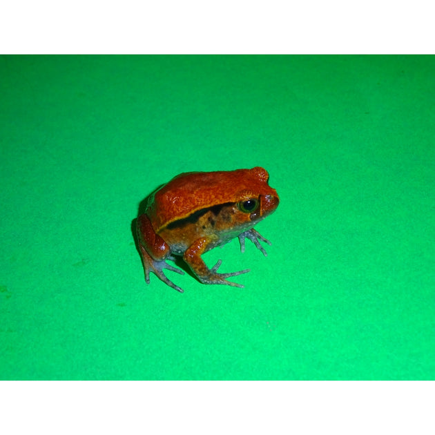 Buy Tomato Frogs | Dyscophus species | Big Apple Herp