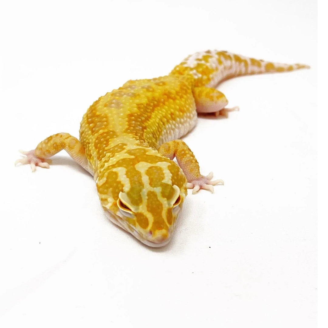 Leopard Geckos for sale – Big Apple Herp - Reptiles For Sale Leopard Geckos for sale – Big Apple Herp - Reptiles For Sale