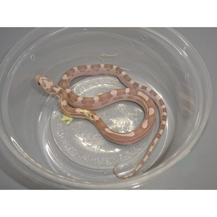 anery corn snake